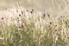 Tout savoir sur la reconnaissance d’adventices en grandes cultures