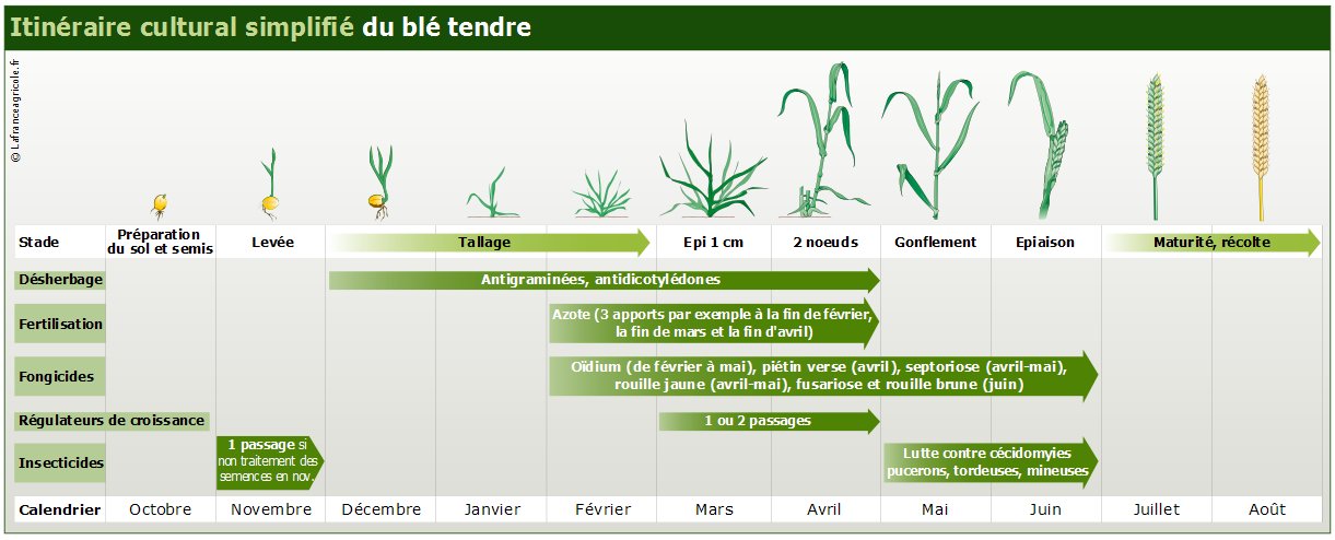 Stades du blé : Guide pour réussir vos interventions